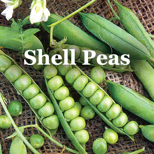 Pea Seeds