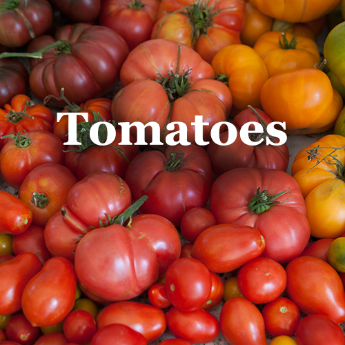 Tomatoes/Cherry Tomatoes