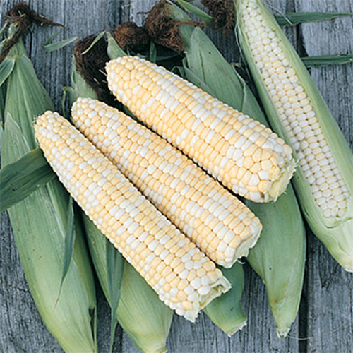 Old Fashioned Sweet Corn