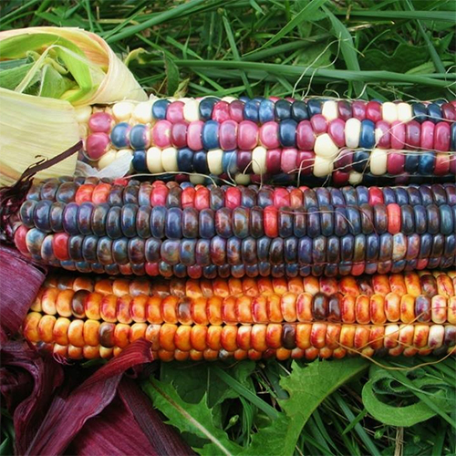 Painted Mountain Corn