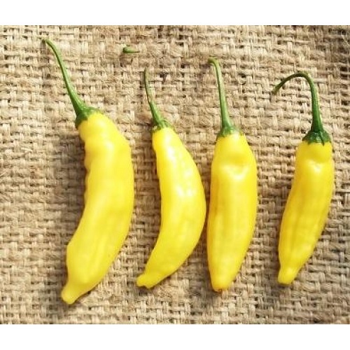 Aji Amarillo