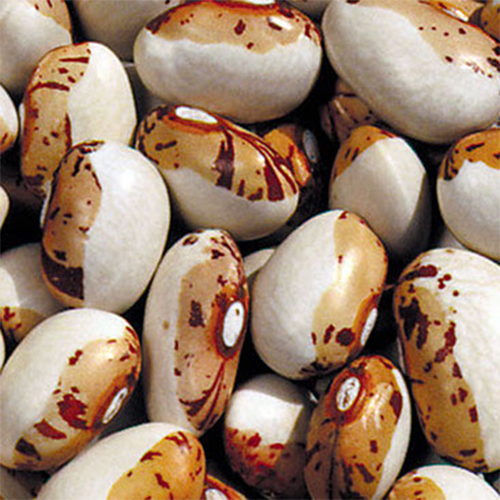 Hidatsa Shield Figure