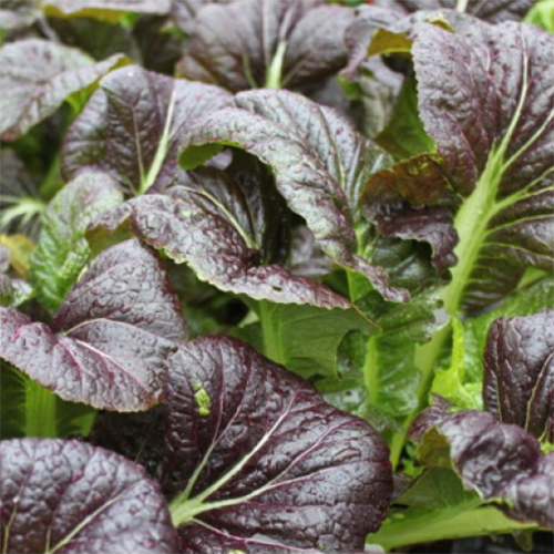 Purple Wave Mustard