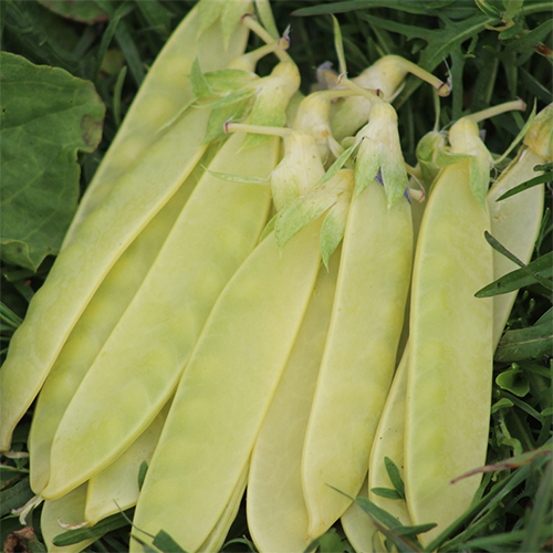 Golden Sweet Edible Pod